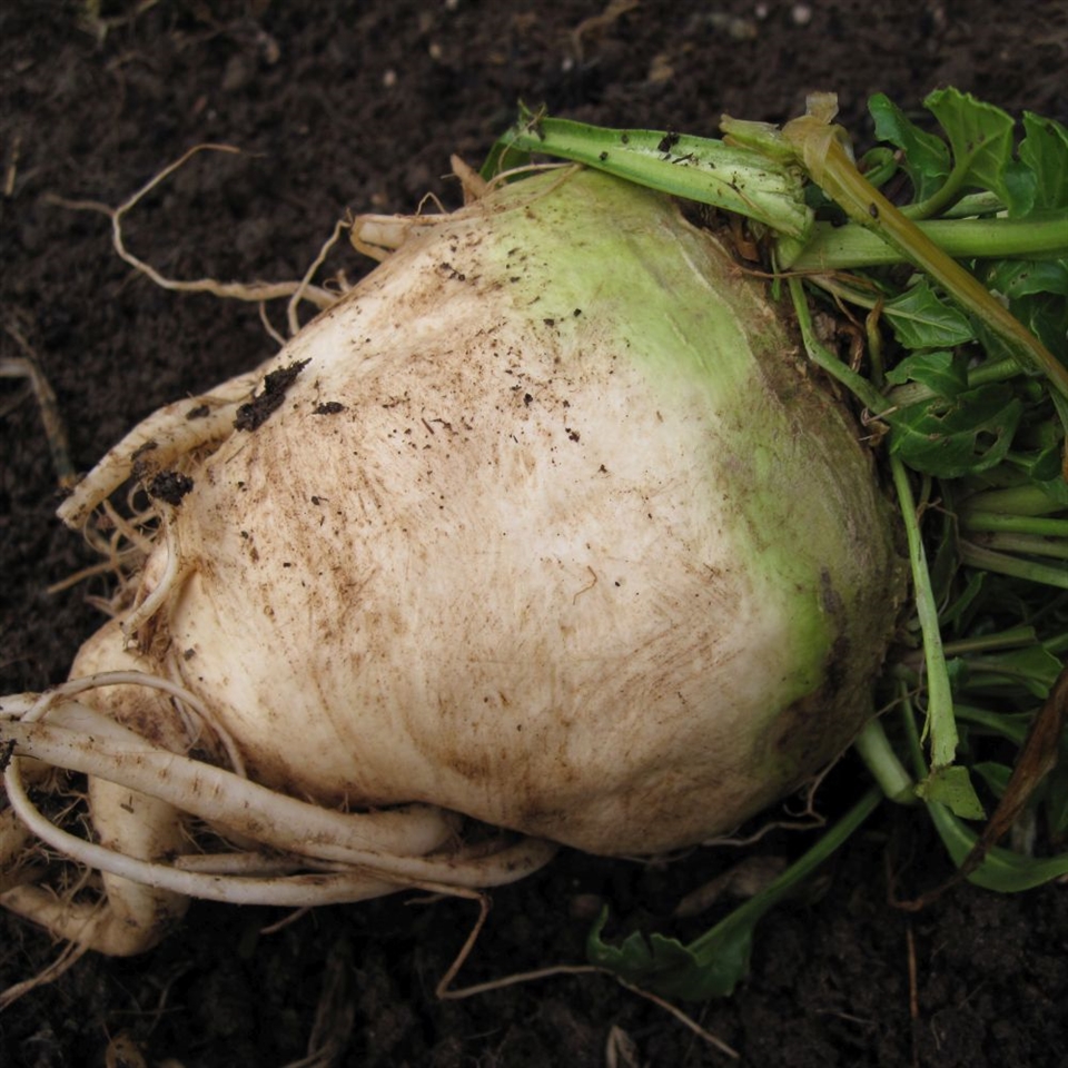 Seminte si plante de gradina hobby: Sfecla de zahar