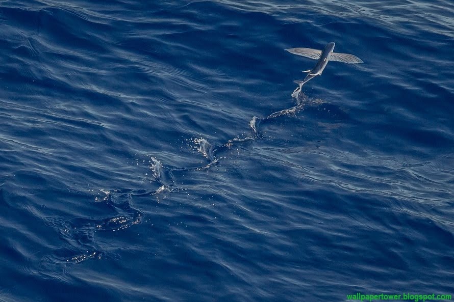 Sea Nature Flying Water - Wallpaper Tower