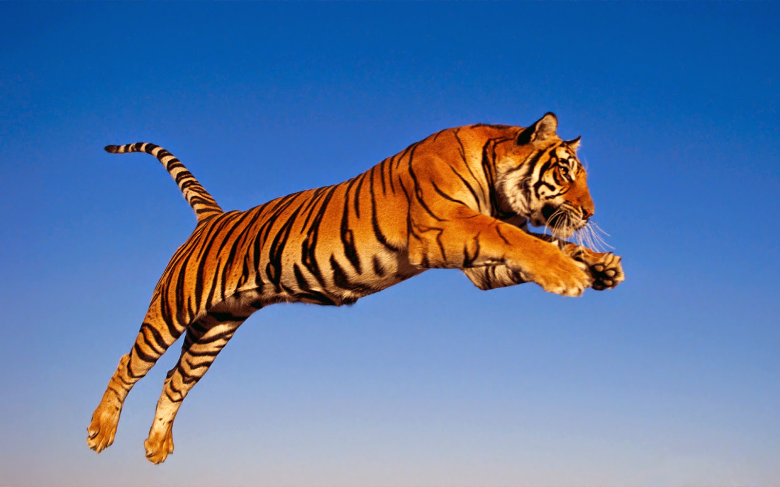 Bengal Tiger images and facts