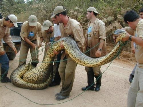 A VOZ DA SELVA AMAZÔNICA: A COBRA GRANDE DO AMAZONAS