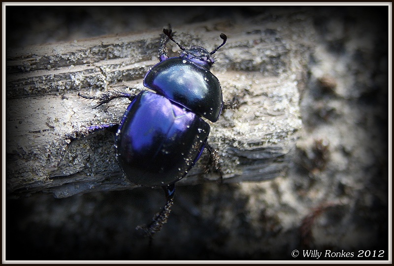 INSECTENWERELD: Mestkevers