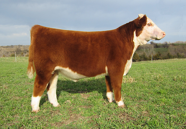 MITTAG Blog: Hereford Bull For Sale
