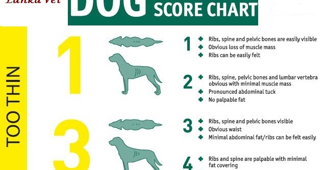 DJ Vet Line: Body Condition Score Charts of Dogs and Cats