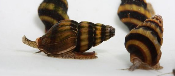 aquascapejuara: Assassin Snail, Keong Hias Pembasmi Keong Hama