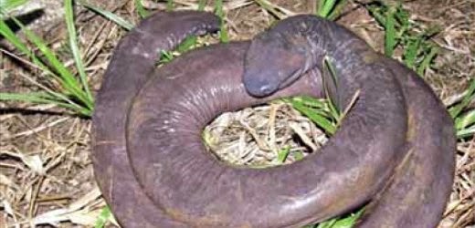 Atretochoana eiselti