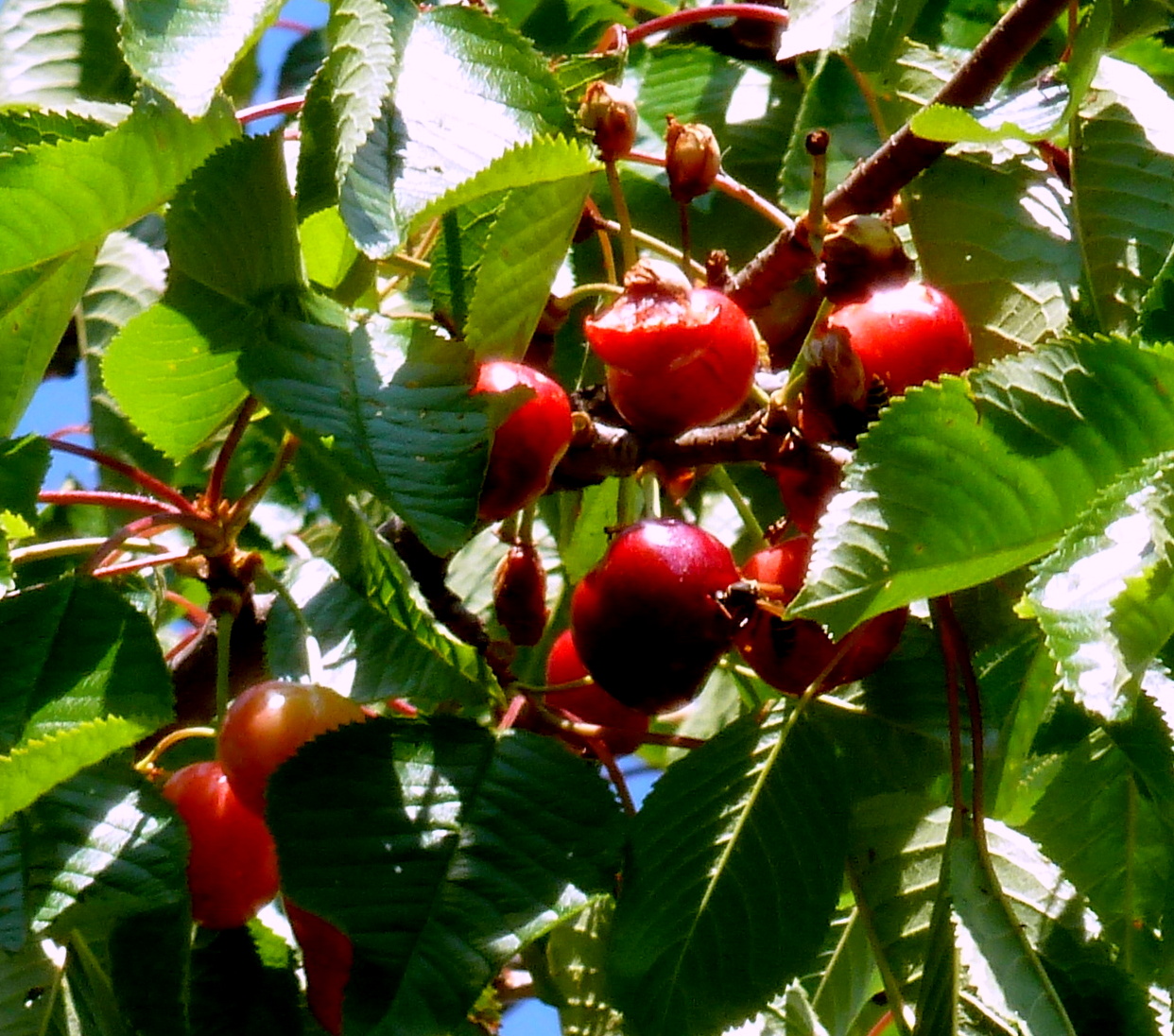 Árboles con alma: Cerezo. Cirerer. (Prunus avium)