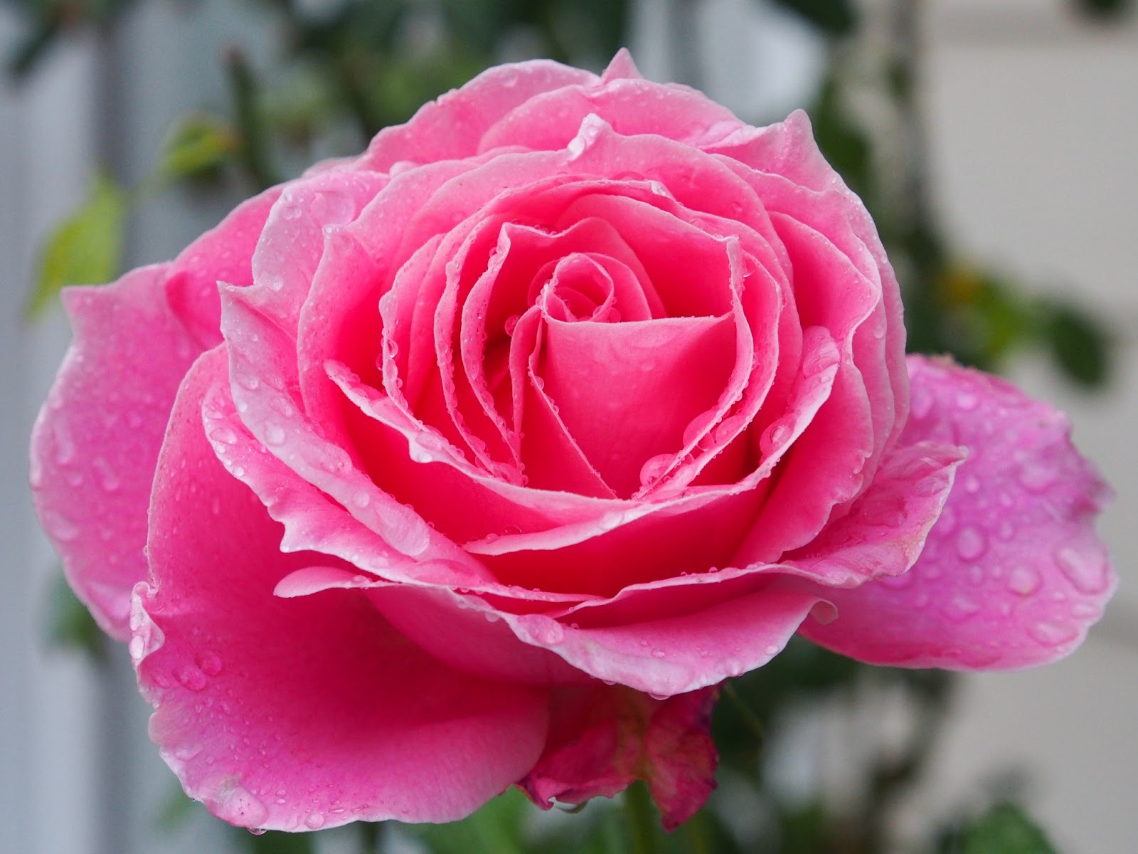 ROSES- MY BEWITCHED ROSE IN BLOOM | Crafts on the Run
