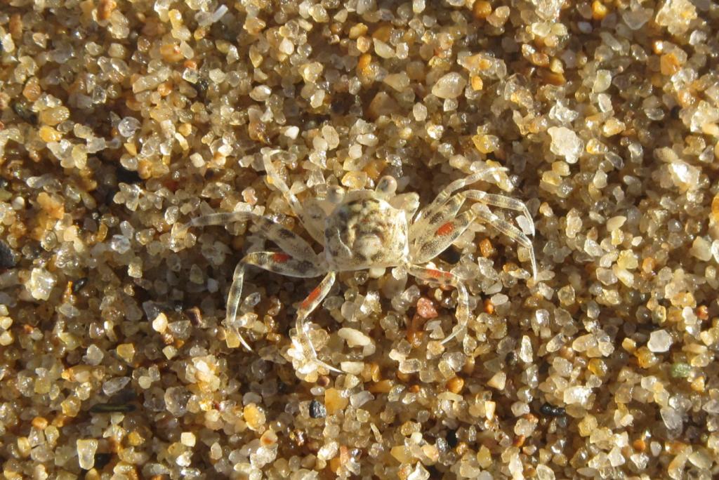 Queensland Coast: Fauna in the Swash Zone of a Tropical Beach