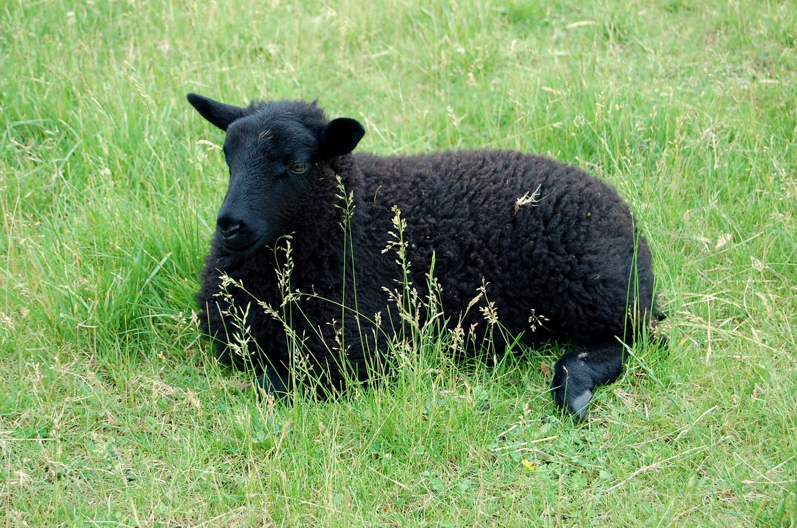 Crosswinds Farm: A few ewes and a flea market.