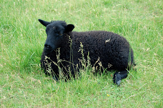 Crosswinds Farm: A few ewes and a flea market.