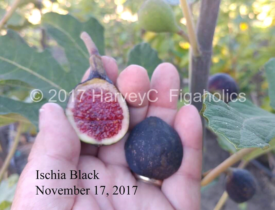 Black Ischia Fig - Var Tin