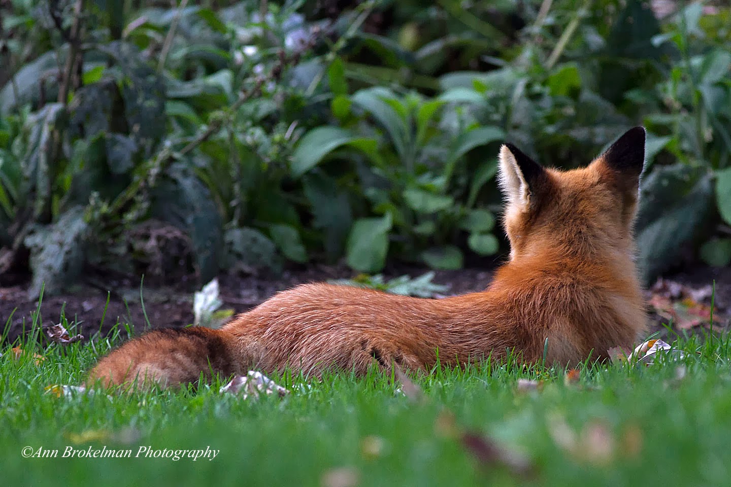 Ann Brokelman Photography: Red Fox . Oct 2013