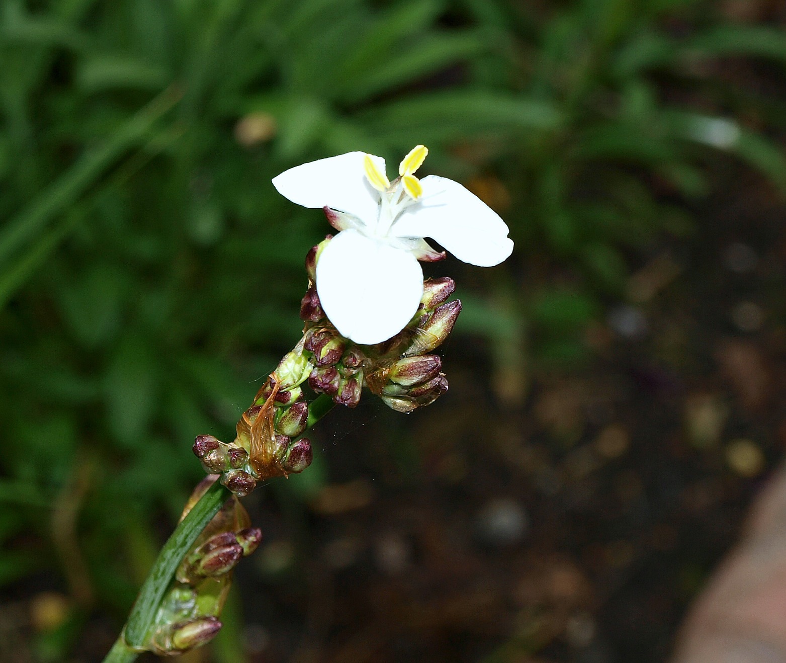 Mark's Veg Plot: Libertia