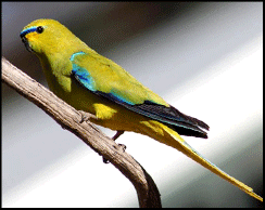 Neophema Elegans ~ LoroMania