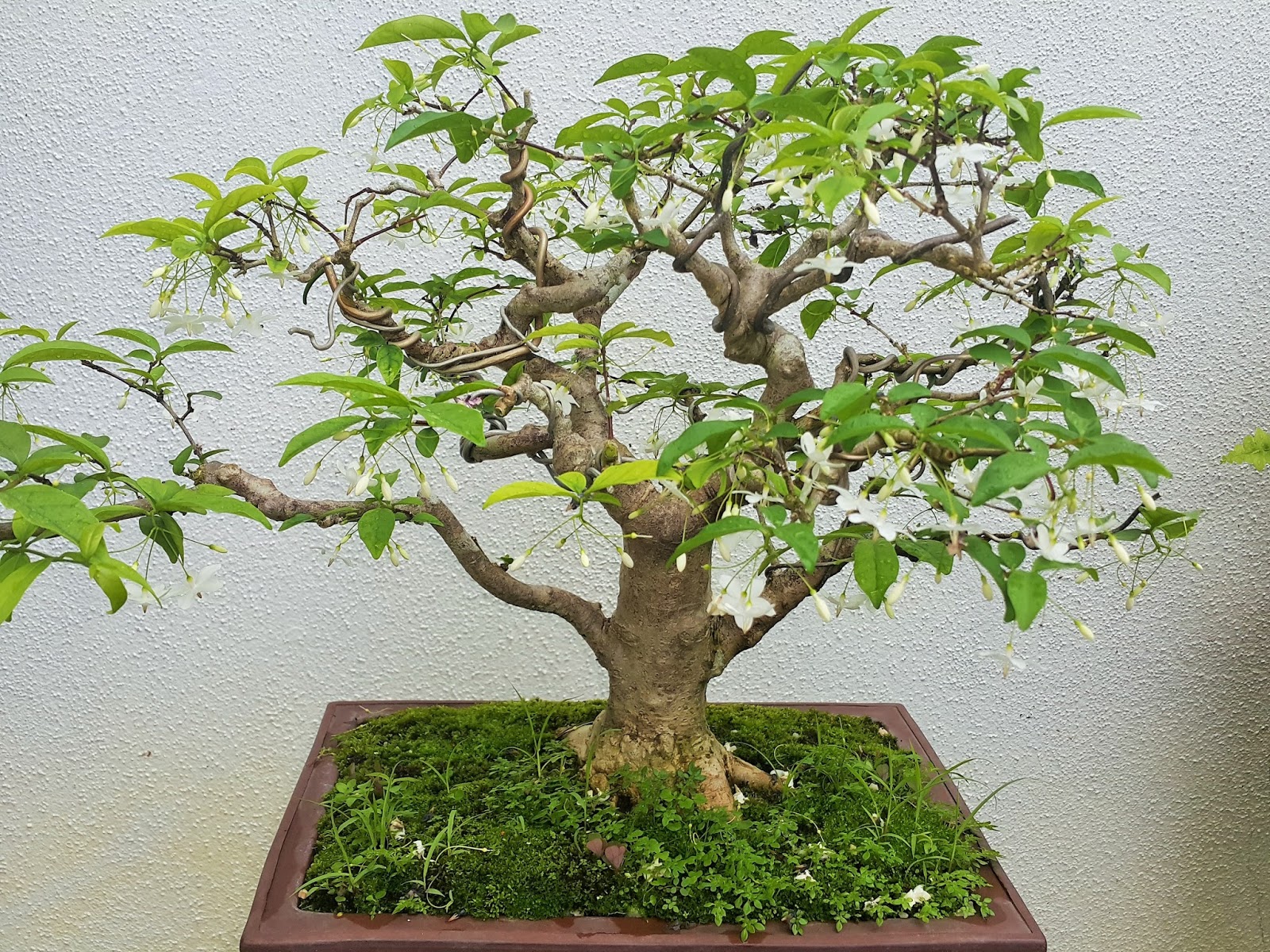 blog of amir rofie: Bonsai: Pokok baru - Santalia3 (Sep 2017)