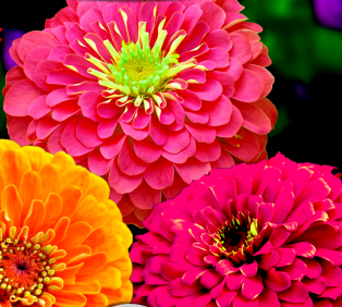 Jenis Bunga Zinnia | Niia Garden