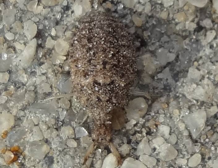 FAU Libraries @Jupiter Science Blog: Doodlebug