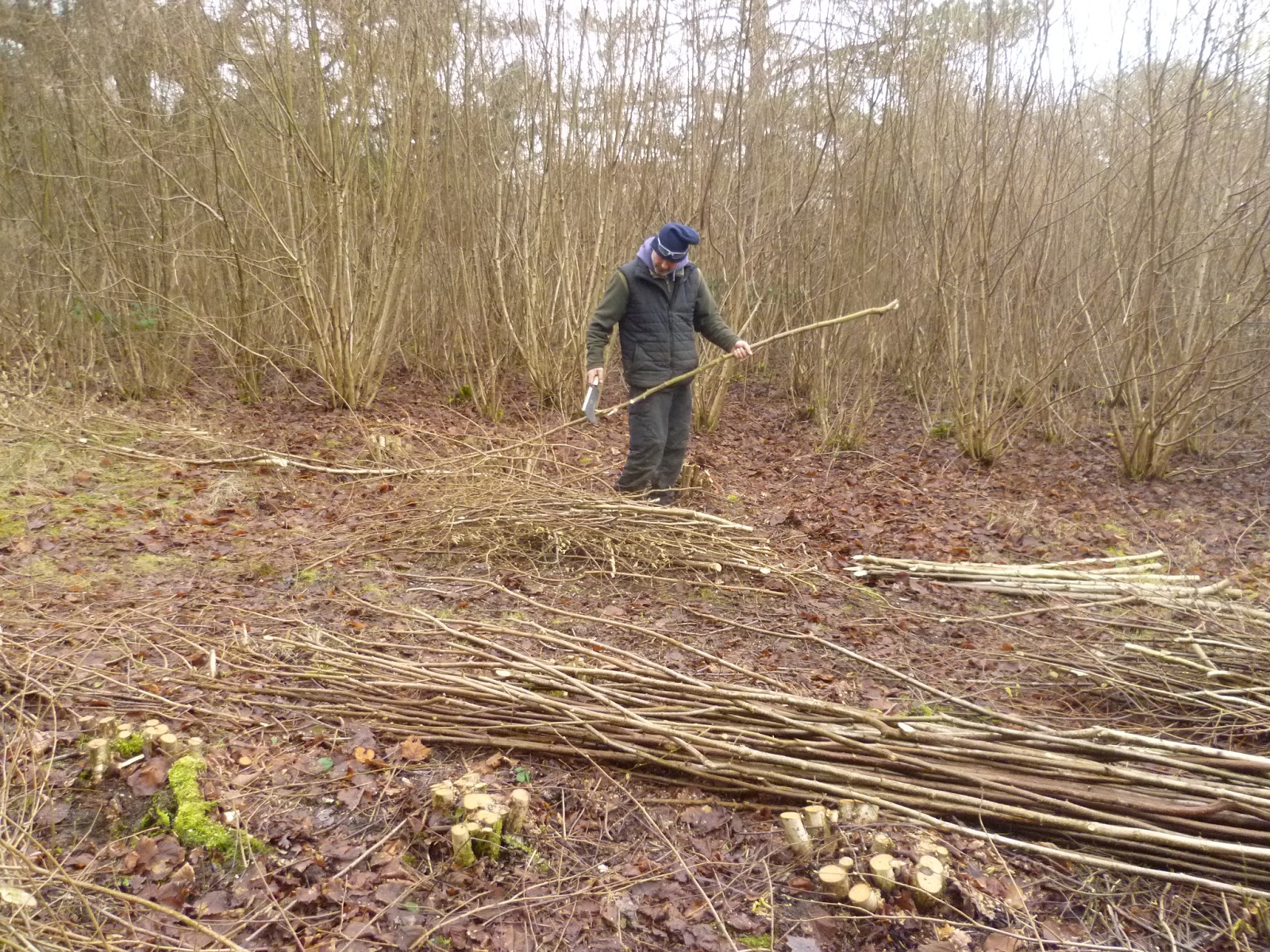 Worcester College Gardeners 2009-2018: Coppicing Hazel And Silver Birch