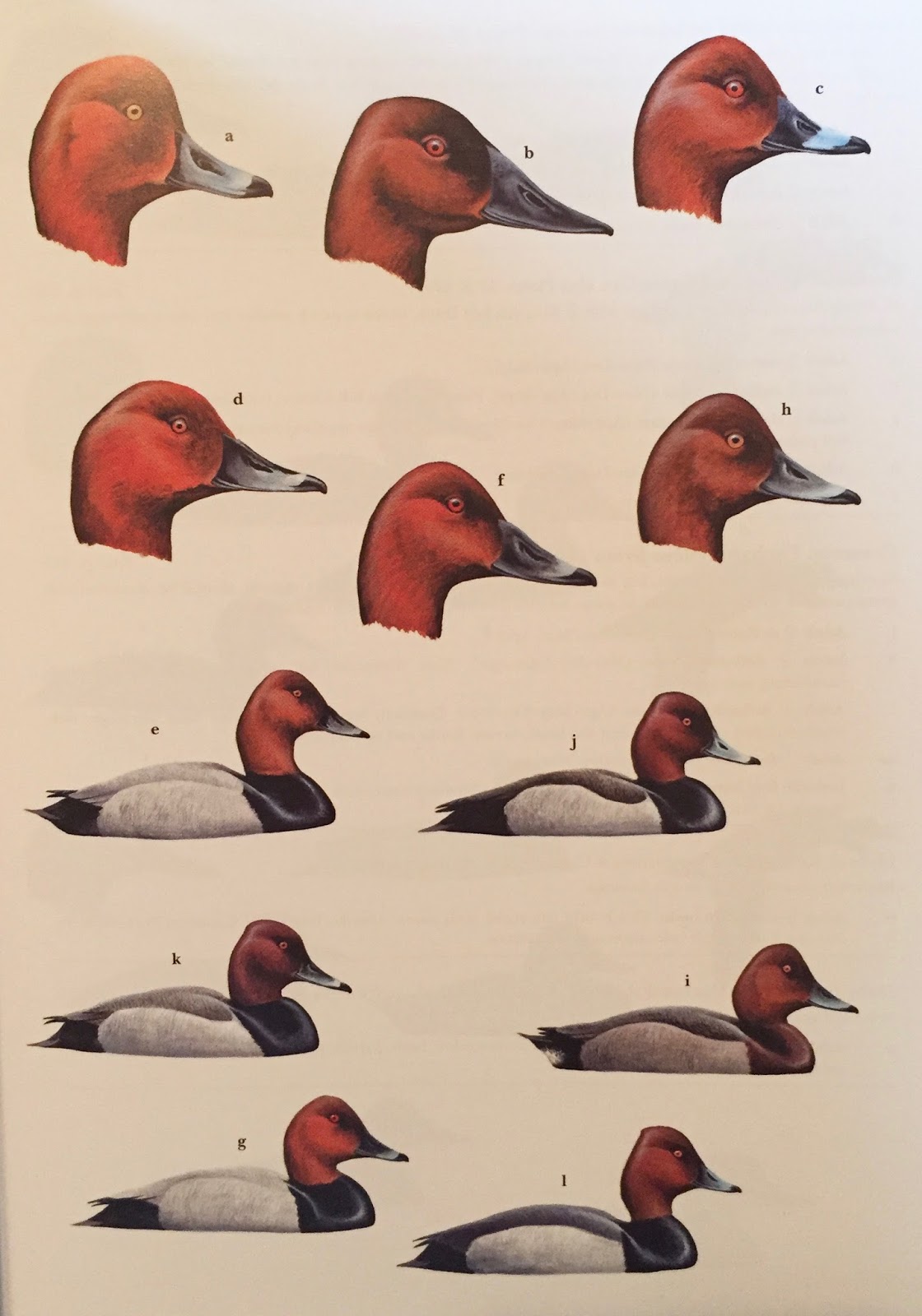 Arcticory...: WATERFOWL OF NORTH AMERICA, EUROPE, AND ASIA: AN ...