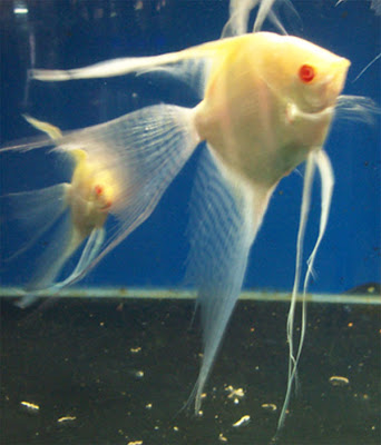 Shamudra Bilash: Parrot & Angel Fish