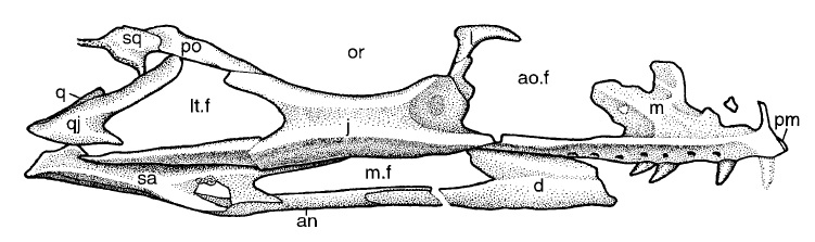 Waxing Paleontological: Adorable Triassic Pseudosuchians