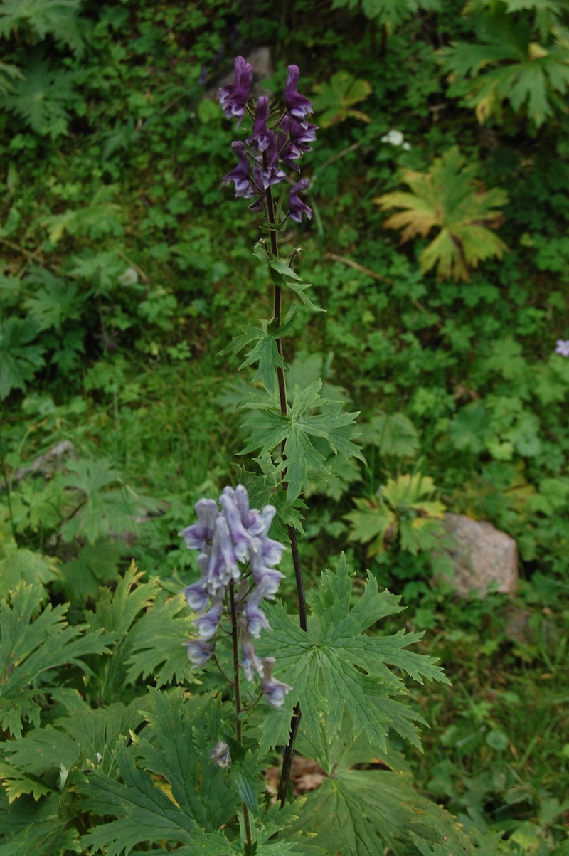 Noel's Garden Blog: Botanical Paradise - Travels in Kyrgyrzstan - part one