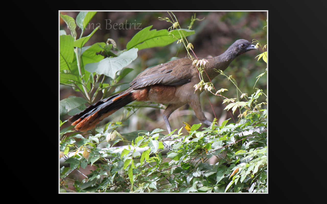Aventura fotográfica: Guacharaca (Ortalis ruficauda)