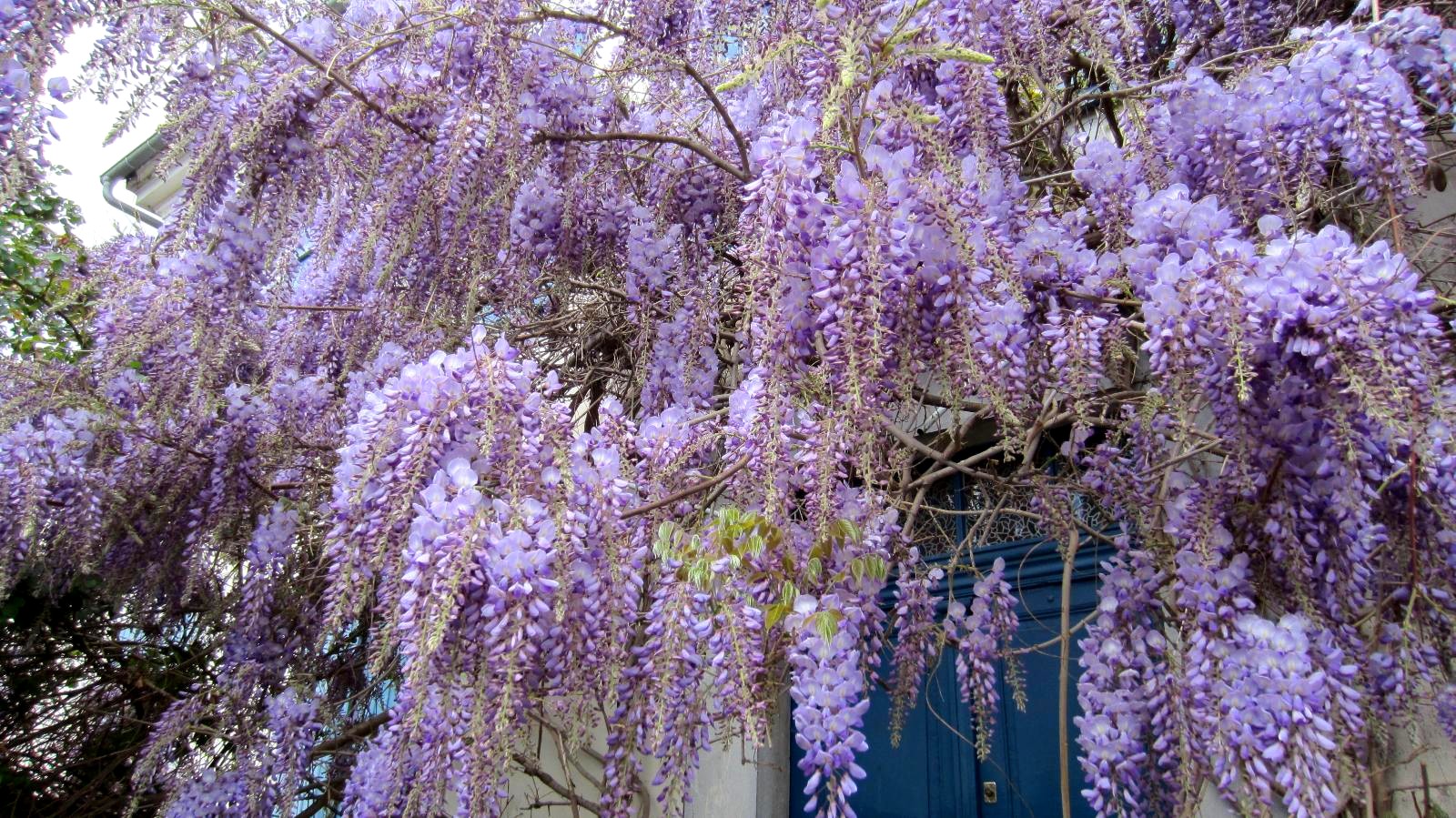 SERENITY: GLICINA -( WISTERIA ) - imagini si mod de ingrijire