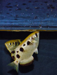 Mengenal Ikan Sumpit Bag.2 - Akuarium Ikan Hias