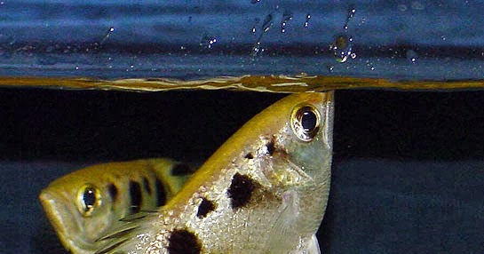 Mengenal Ikan Sumpit Bag.2 - Akuarium Ikan Hias