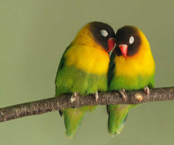 AGAPORNIS ITALIA: RIPRODUZIONE DEGLI INSEPARABILI