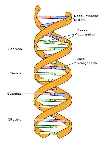 Mundo Bioquímica: El ADN