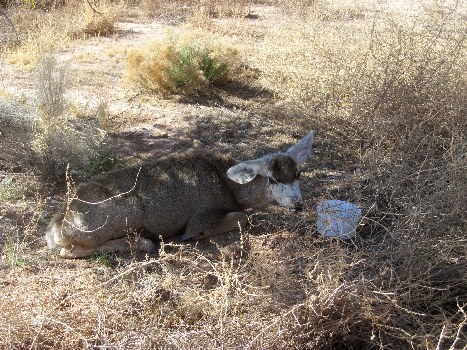 Blogging from the Boot Heel: The Cycle of Life