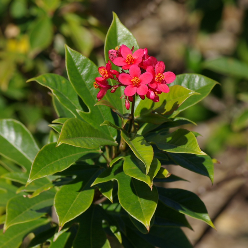 Rufino Osorio: Amelia's Smarty Plants