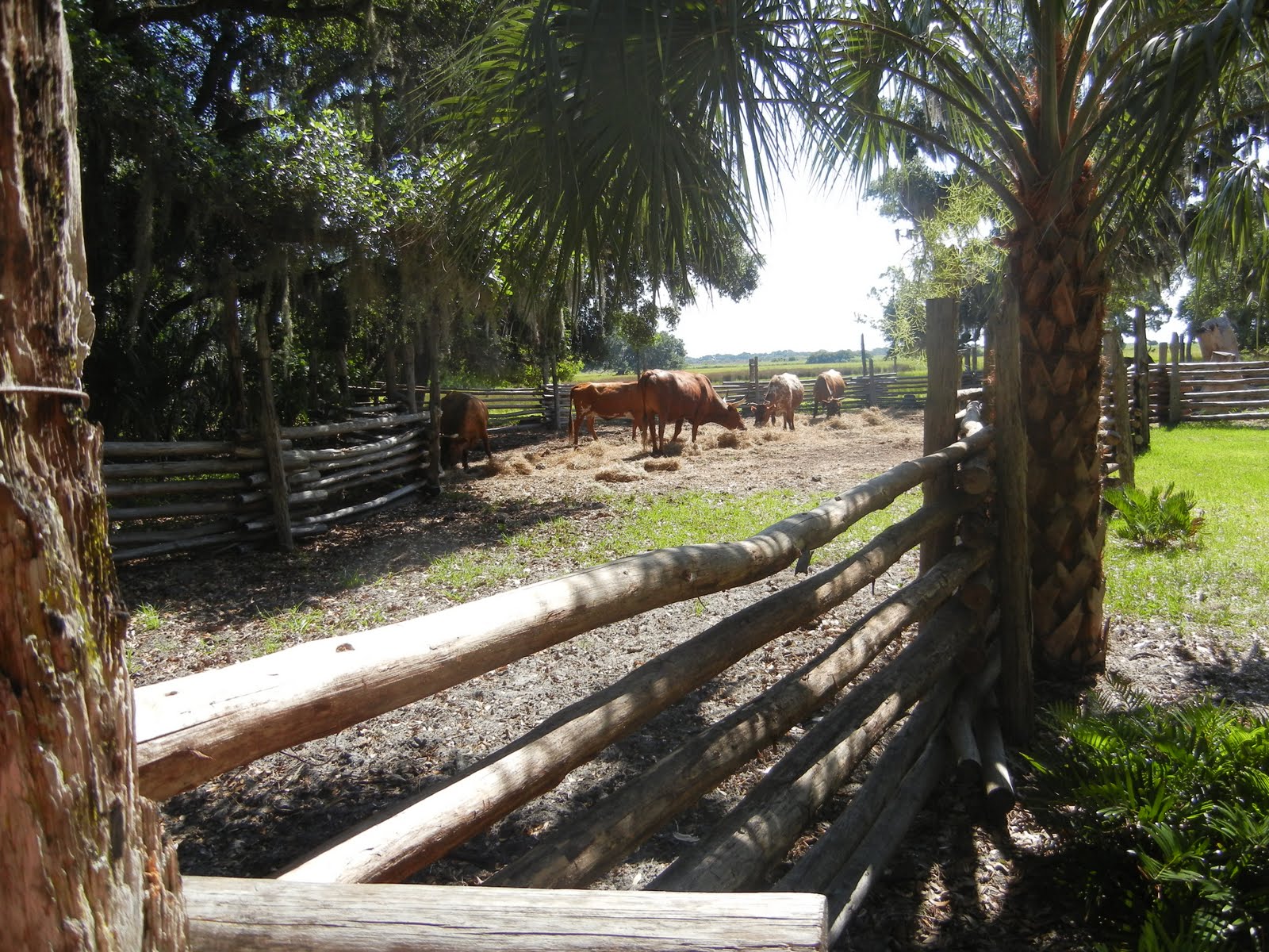 Picture Perfect: Lake Kisssimmee & Florida Cow Camp