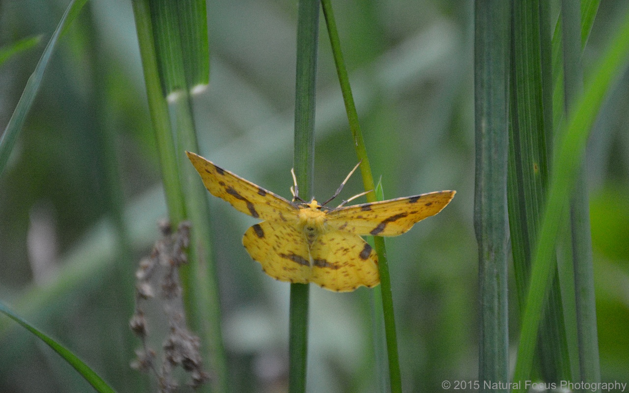 Natural Focus: Nature Photo of the Day #155: Yellow Moth