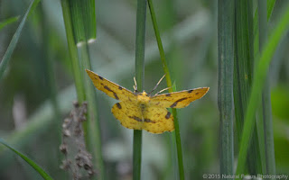 Natural Focus: Nature Photo of the Day #155: Yellow Moth