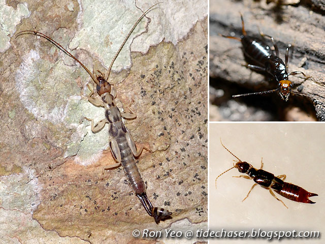 tHE tiDE cHAsER: Insects (Phylum Arthropoda: Class Insecta) of Singapore