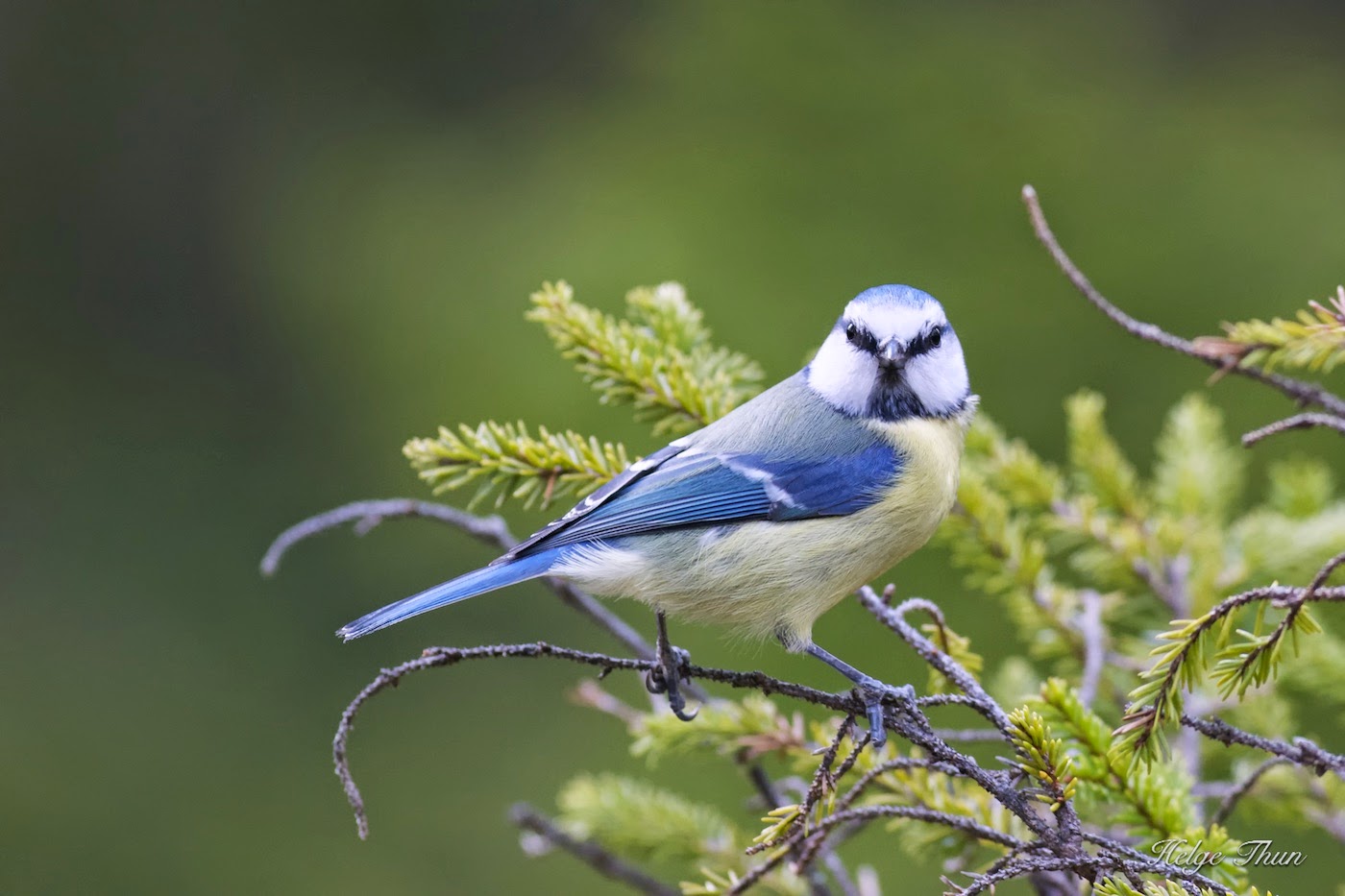Helge Thun's fotoblogg: Småfugler på foring