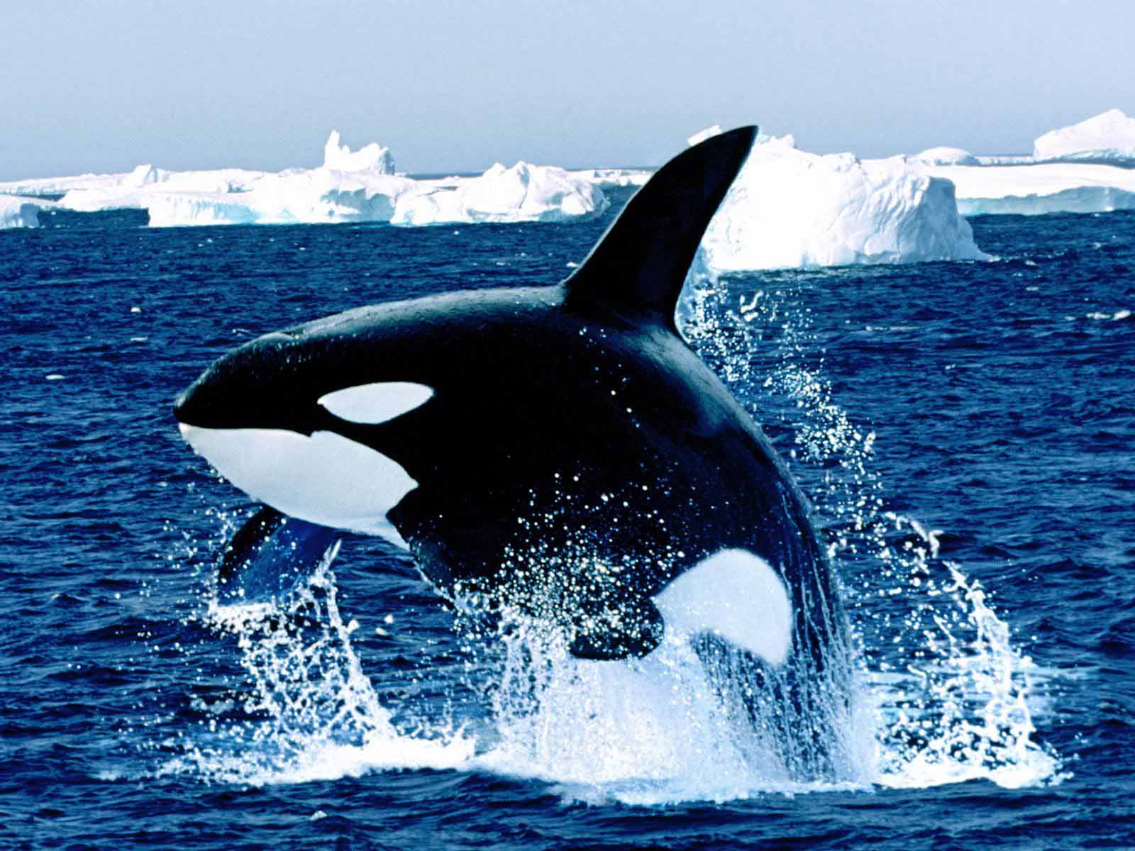 HQ Wallpapers: Orca Wallpapers
