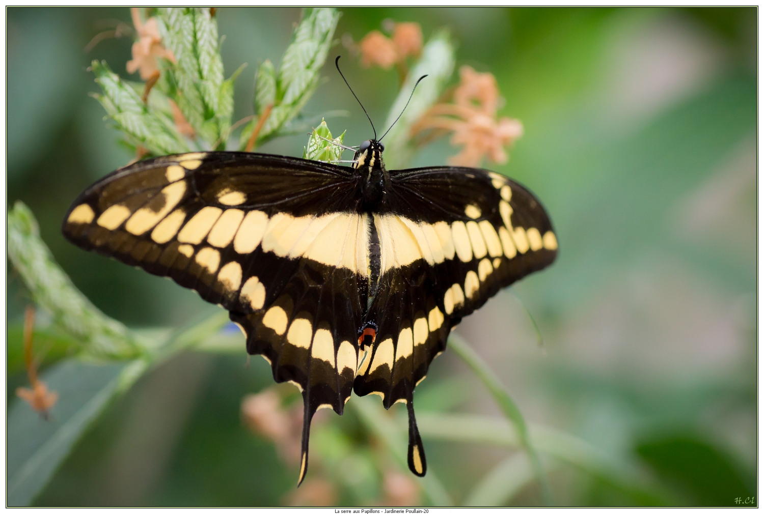 Un blog photo vu par Esprit de sel.: Retour à la Jardinerie Poullain.
