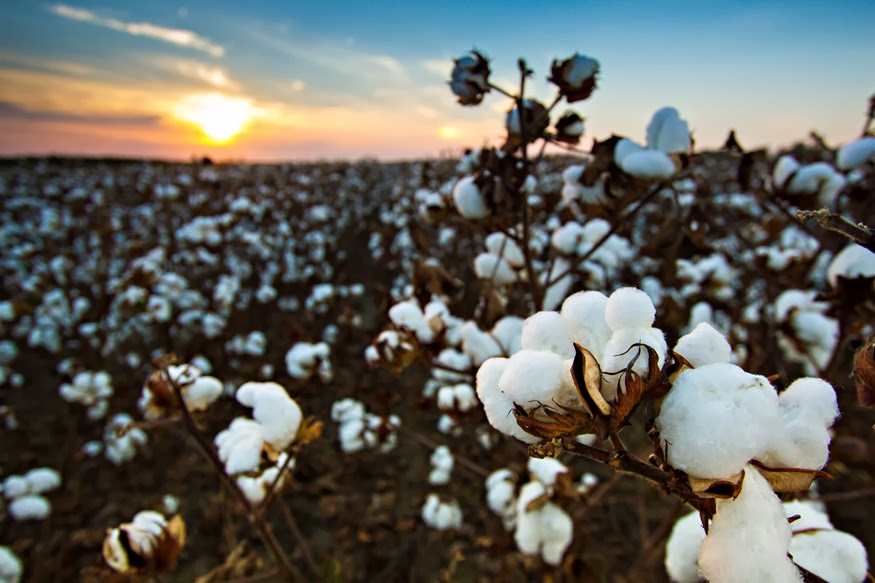 Kyle Spradley Photography Blog: Bootheel Cotton | Portageville, MO