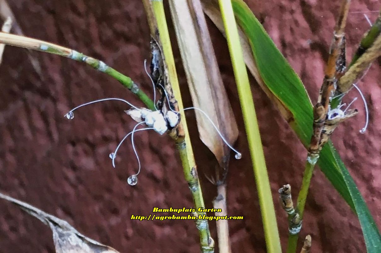 Agrobambu/Bambuplatz Garten: INSETOS DO BAMBU - BAMBOO INSECTS