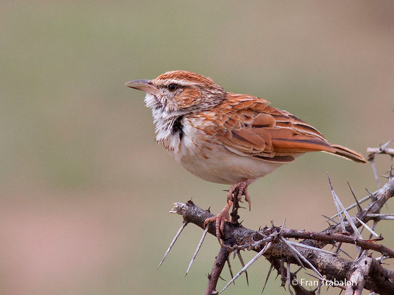 ZAGROS NATURE IMAGES: Foxy Lark
