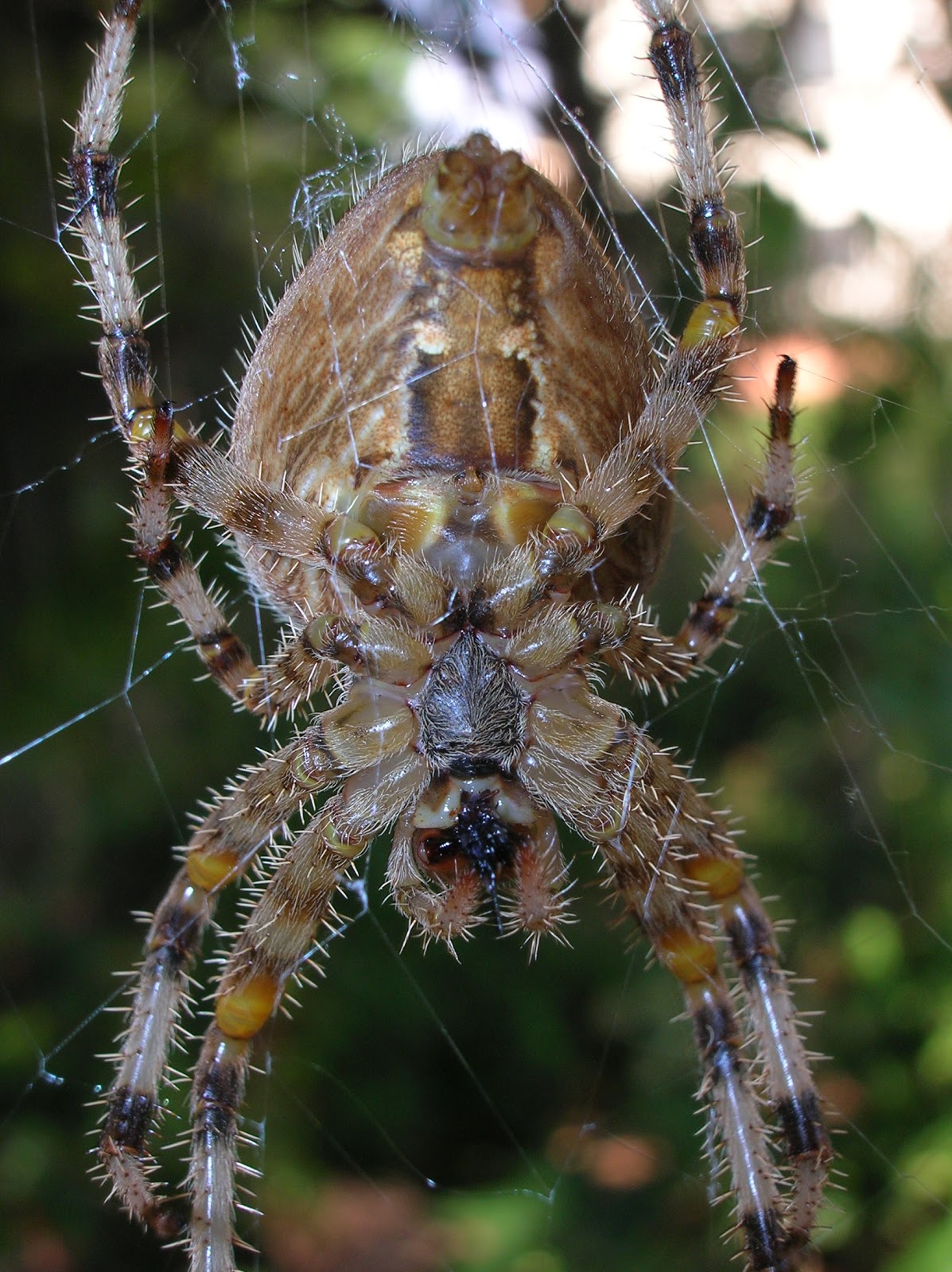 Recregarden: ARANEUS DIADEMATUS