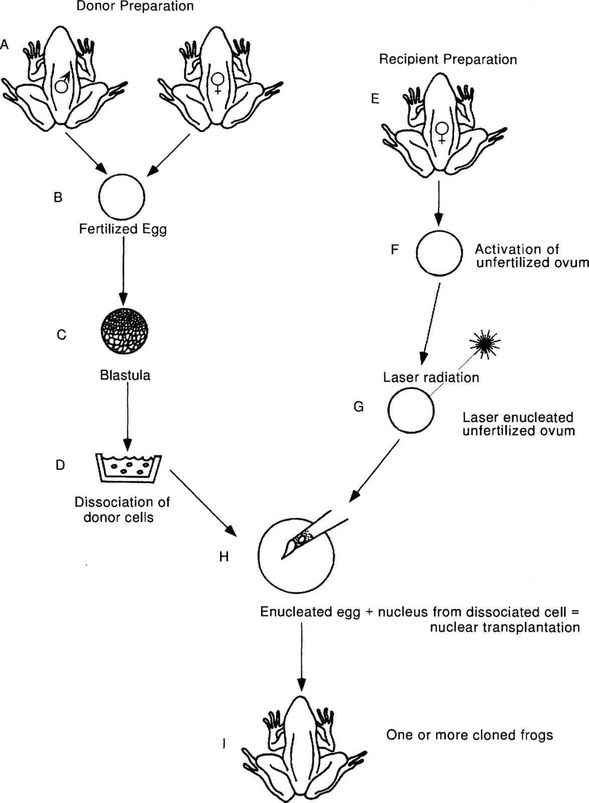 Raelian "TRUTH": 2018