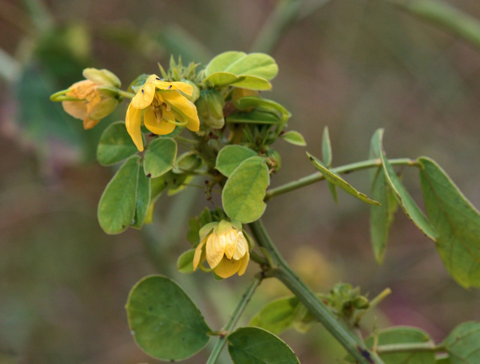 Nature Ramblers: Ramble Report September 14 2017