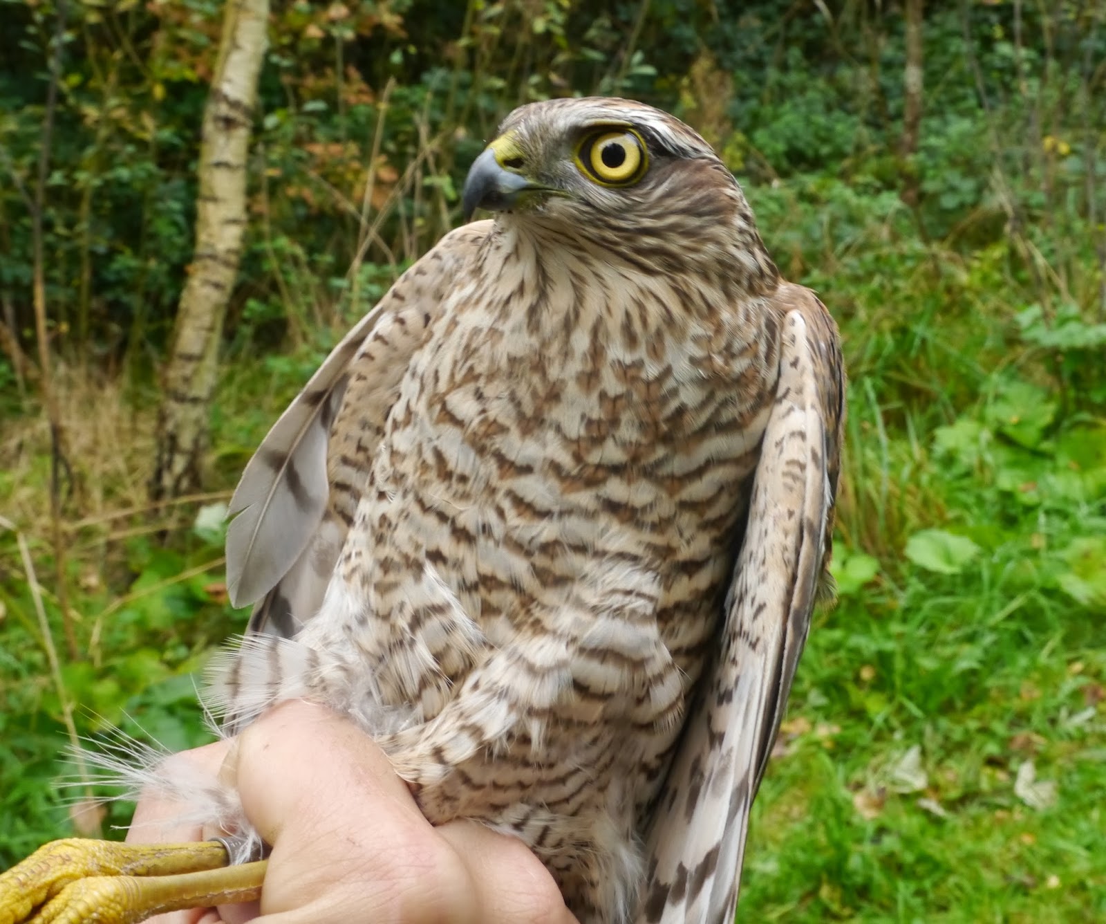 Wilde About Birds: Sprawk Alert