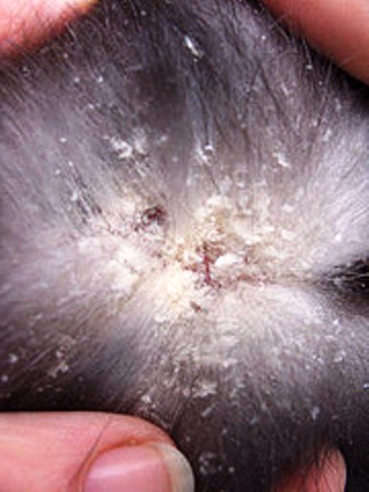 Saya Suka Arnab: HAMA, KELEMUMUR ARNAB ATAU RABBIT WALKING DANDRUFF, MITES