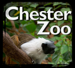 Travel Info : Chester Zoo in england:Traveling around the world